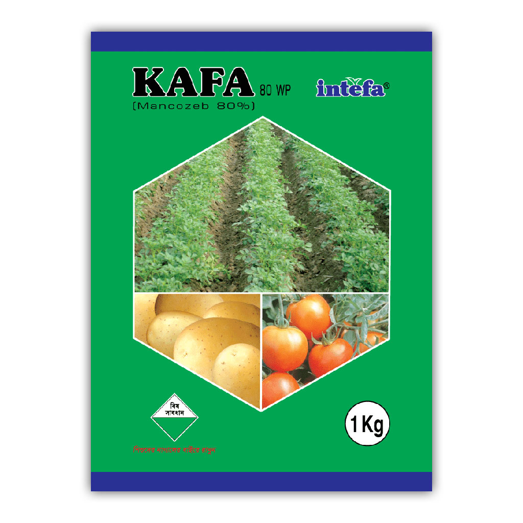 কাফা ৮০ ডব্লিউপি | ইনতেফা