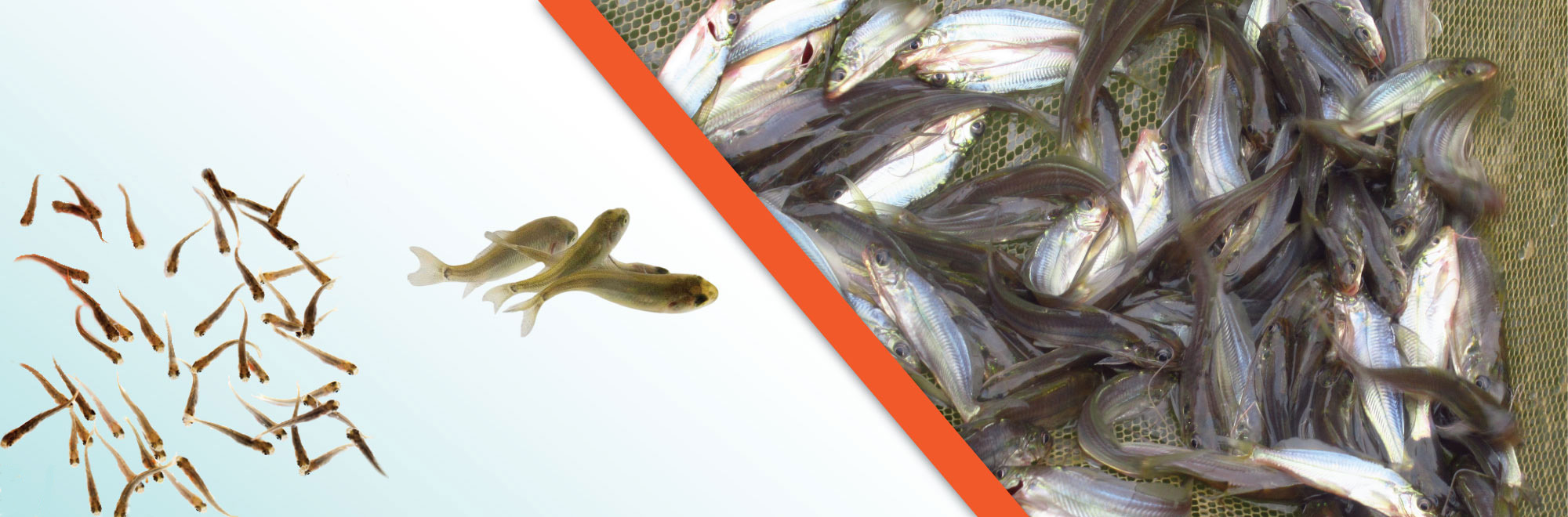 ইনতেফা | কল্যাণে অঙ্গীকারবদ্ধ