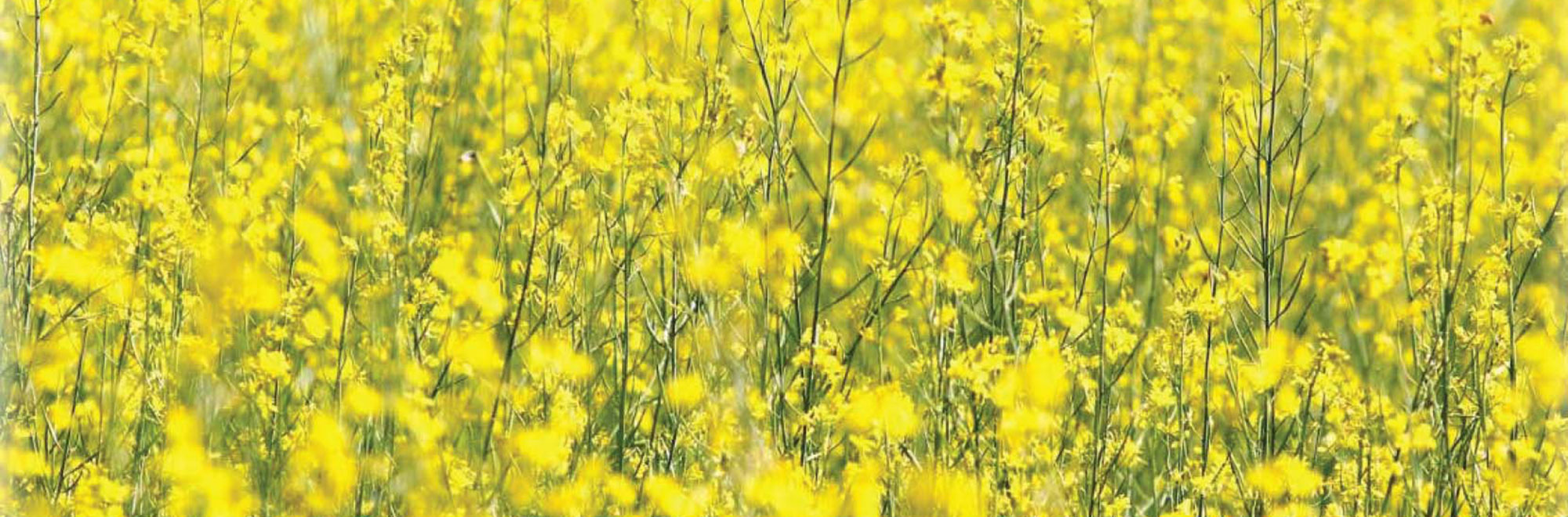 ইনতেফা | কল্যাণে অঙ্গীকারবদ্ধ