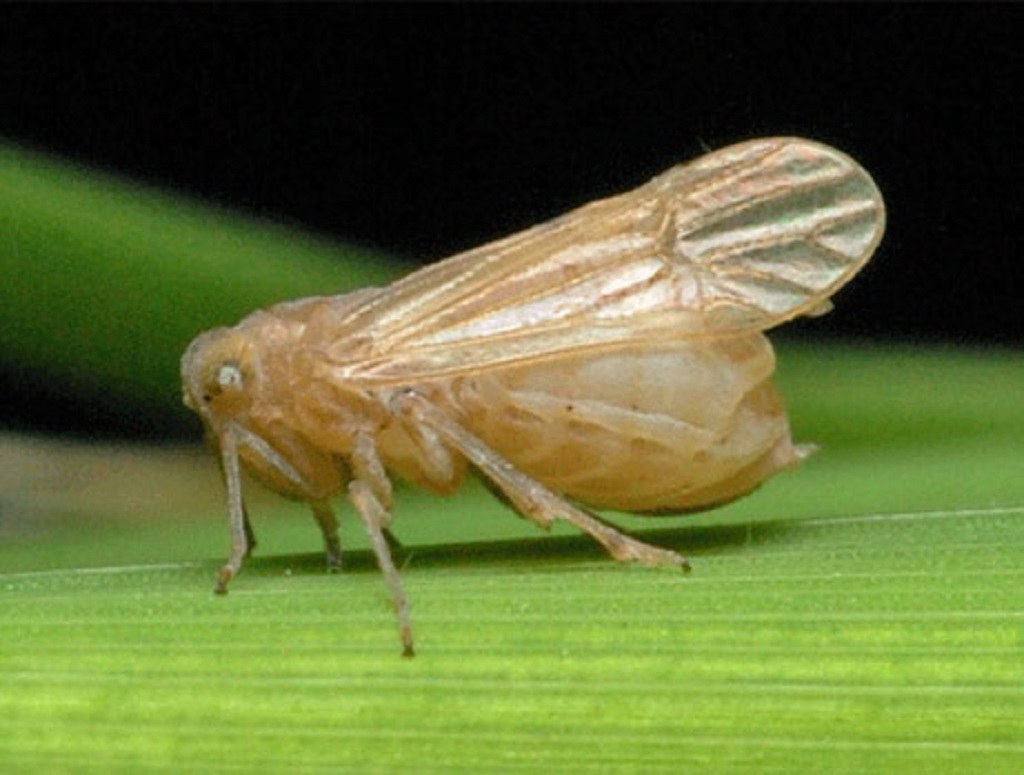 কারেন্ট পোকা বা বাদামি গাছ ফড়িং | ইনতেফা