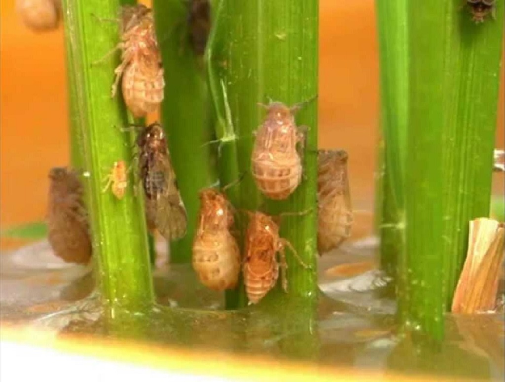 কারেন্ট পোকা বা বাদামি গাছ ফড়িং | ইনতেফা