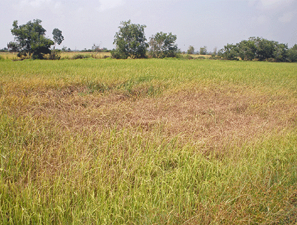 কারেন্ট পোকা বা বাদামি গাছ ফড়িং | ইনতেফা